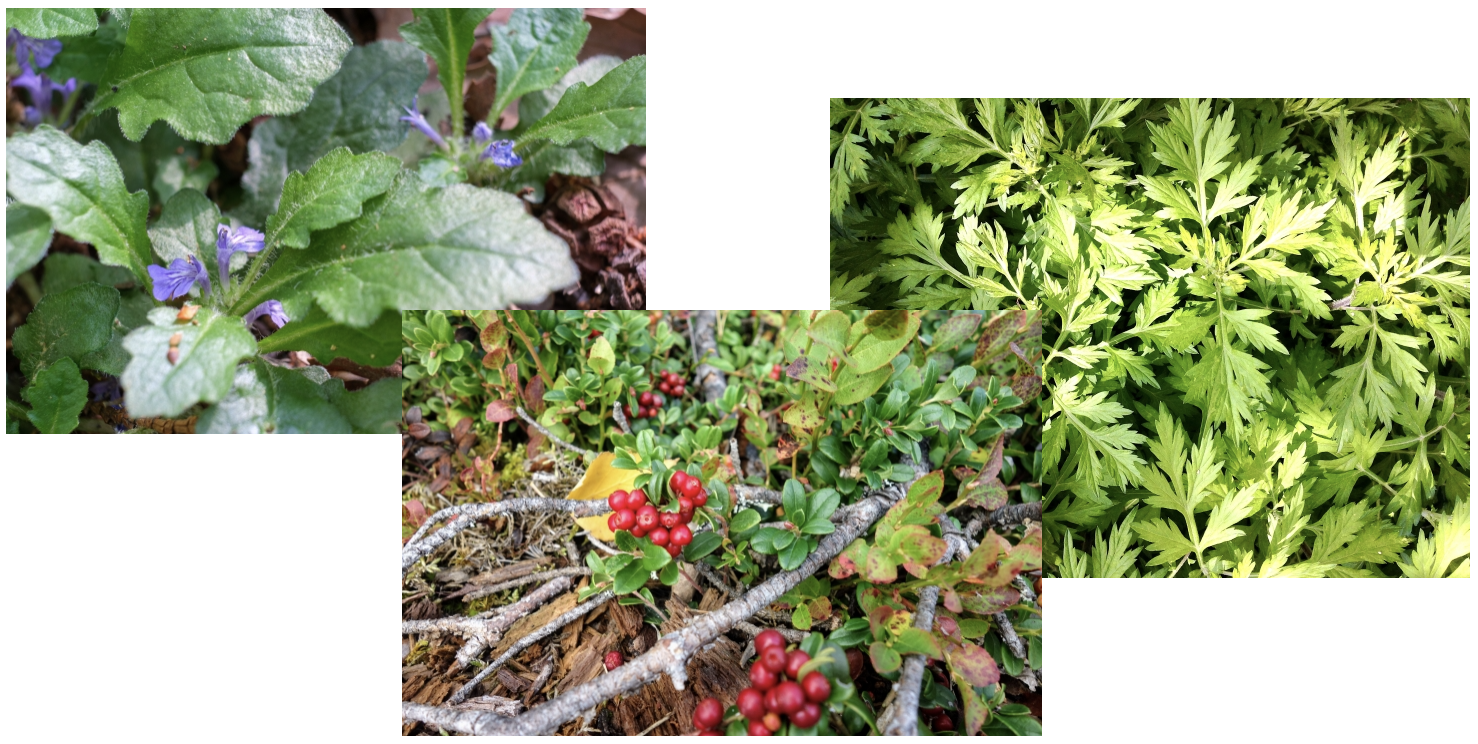 植物の会話と農を通じた人と環境の健康 地域創生医 桐村里紗のプラネタリーヘルス第8回 - Hoitto! ヘルスケアビジネス（ほいっとヘルスケアビジネス、運営：ヘルスケアワークスデザイン）